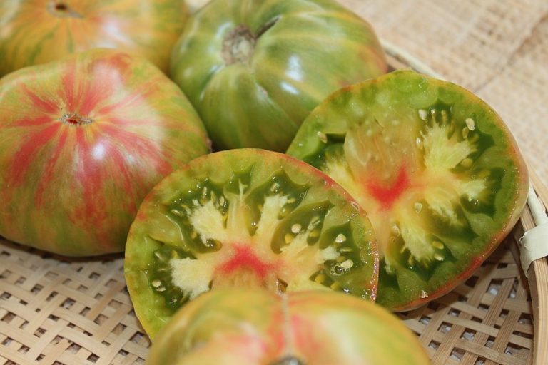 HARVARD SQUARE graines | Le Tomatologue